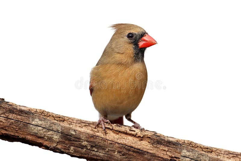 Noordelijke Kardinaal Op Wit Stock Afbeelding - Image of dier, vogel ...