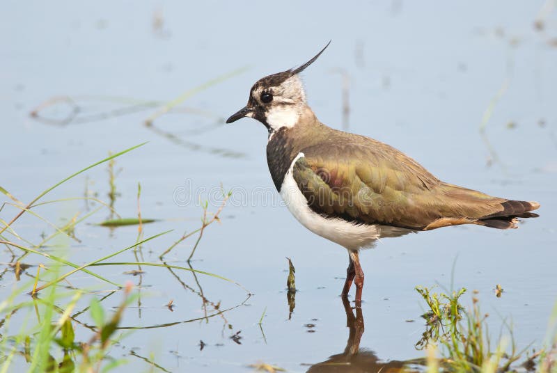 Noordelijke Kievit stock foto. Image of erwt, noordelijk - 35063208