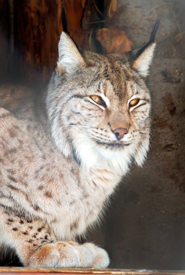 Rode lynx of Bobcat stock afbeelding. Image of leeswijzers - 50602713