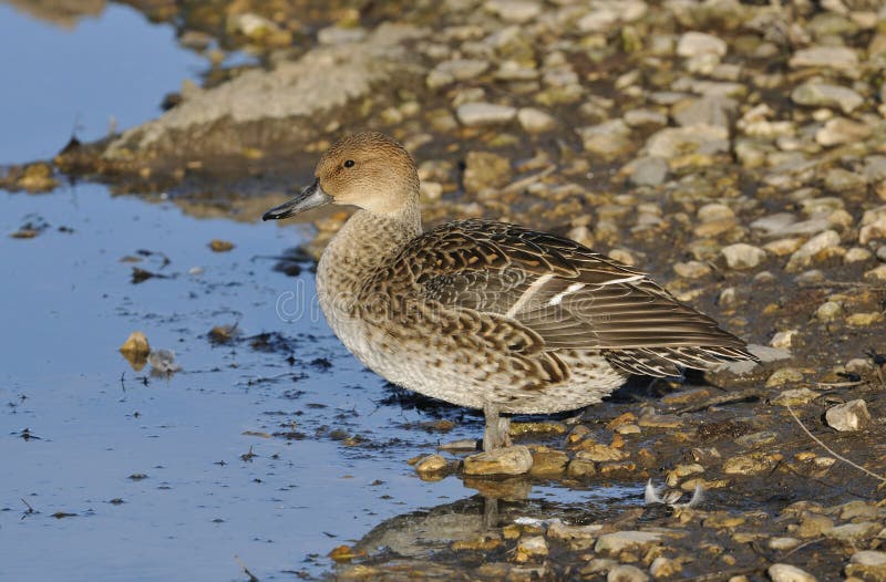 Vrouwelijke Noordelijke Pijlstaart Stock Foto - Image of vogel, water ...