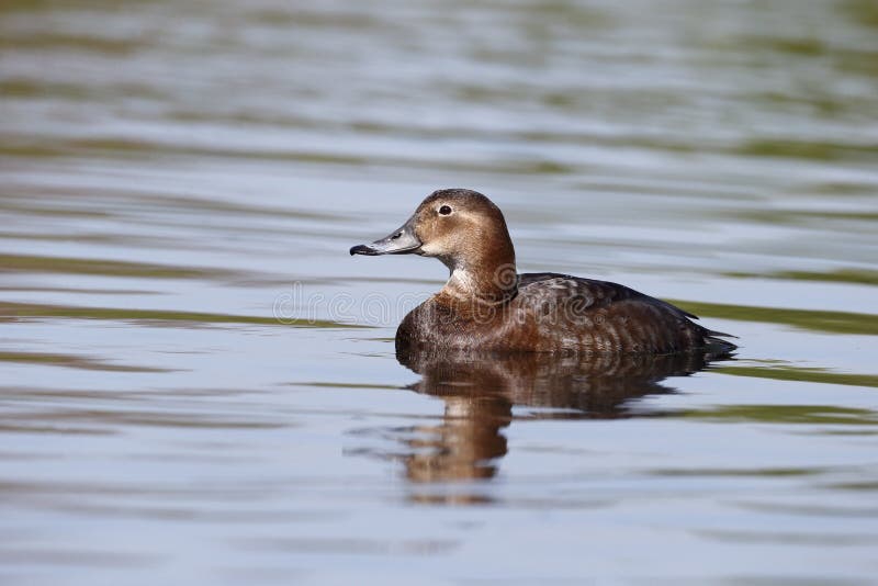Noordelijke Tafeleend, Aythya-ferina Stock Foto - Image of watervogels ...