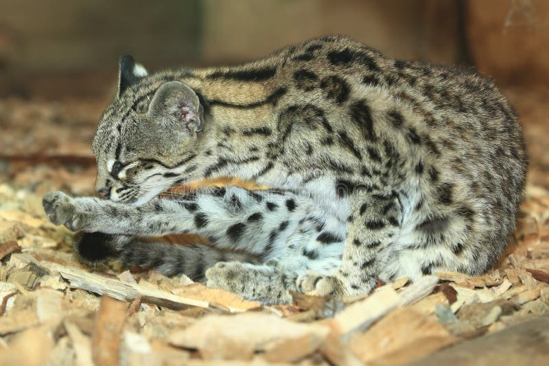 Oncilla stock afbeelding. Image of leugen, nave, hout - 33132471