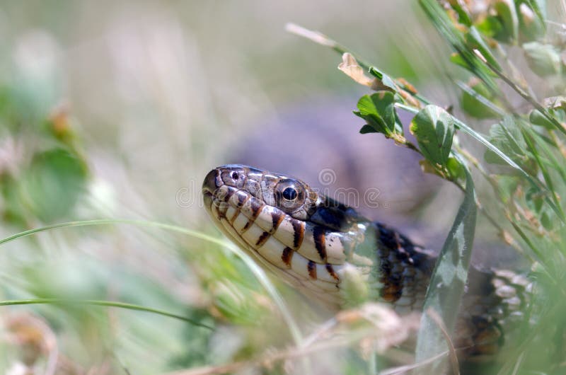 Noordelijke ringslang stock foto. Image of reptiel, gras - 28646626