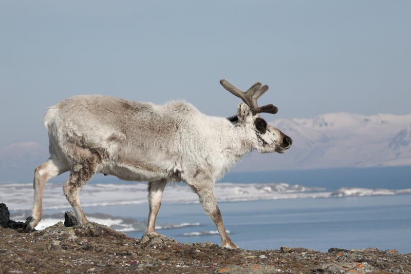 Een Rendier Die in Een Kudde Lopen Stock Foto - Image of winter ...