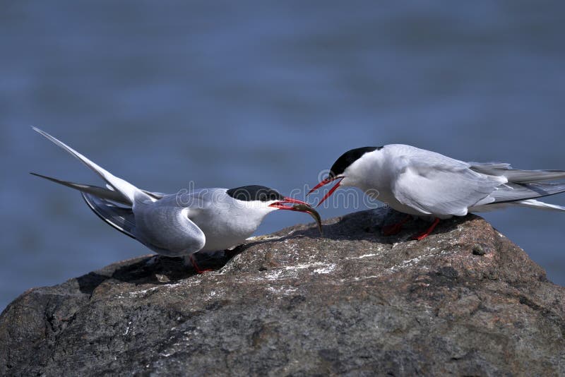 Noordpool Stern, Borstbeenderenparadisaea Stock Foto - Image of fauna ...