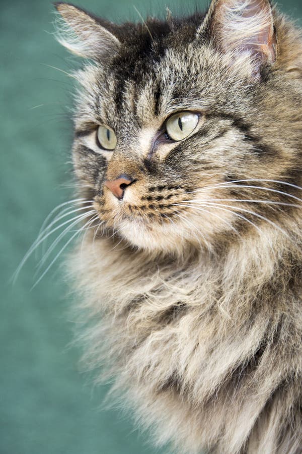 Noorse boskat van de kant stock foto. Image of kant, groen - 45368894