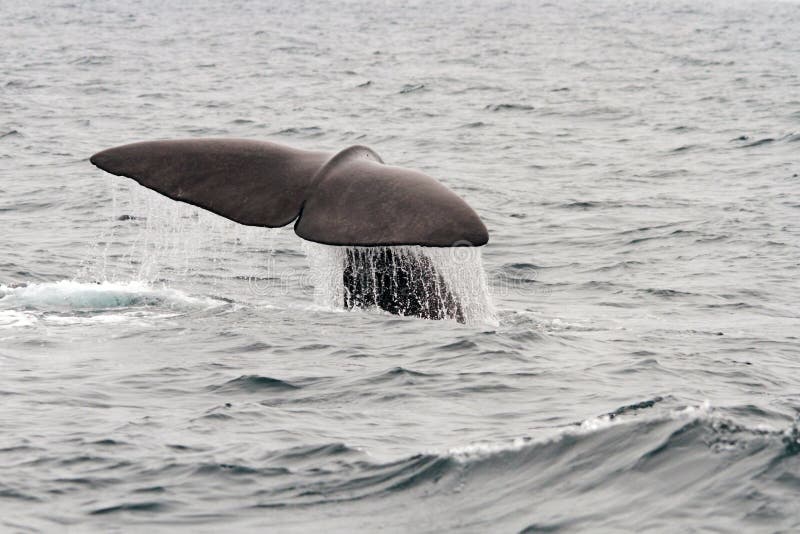 Potvis Die Omhoog Voor Lucht, Kaikoura, Nieuw Zeeland Komen Stock ...