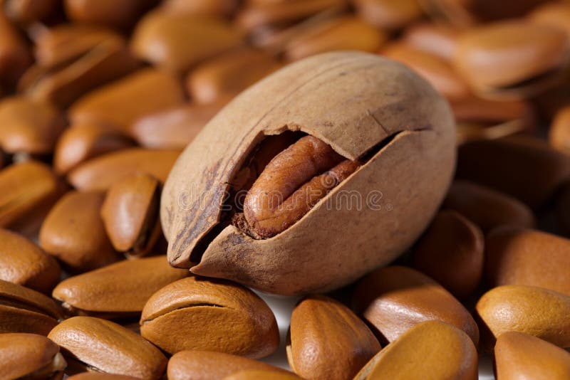 Noot stock afbeelding. Image of noot, micro, voedsel - 45566931