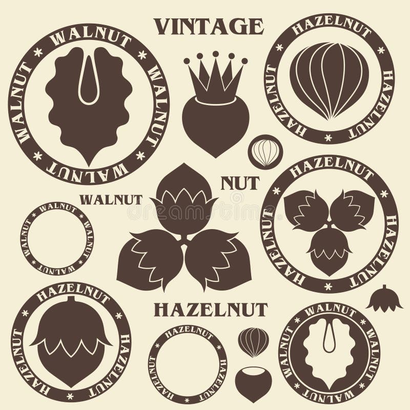 Noot hazelnoot okkernoot vector illustratie. Illustration of inzameling ...