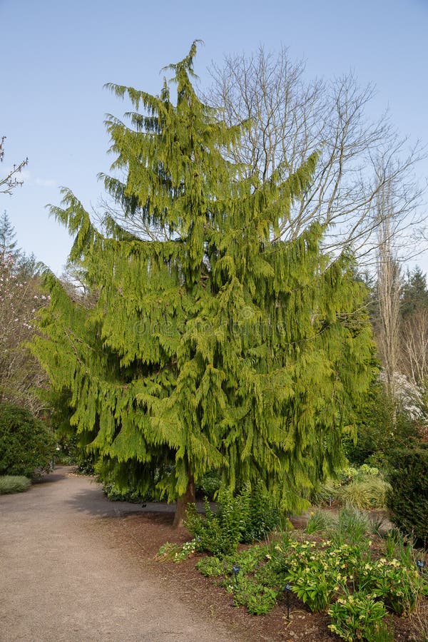 Nootkatensis pendula stock photo. Image of pendula, green - 215021888