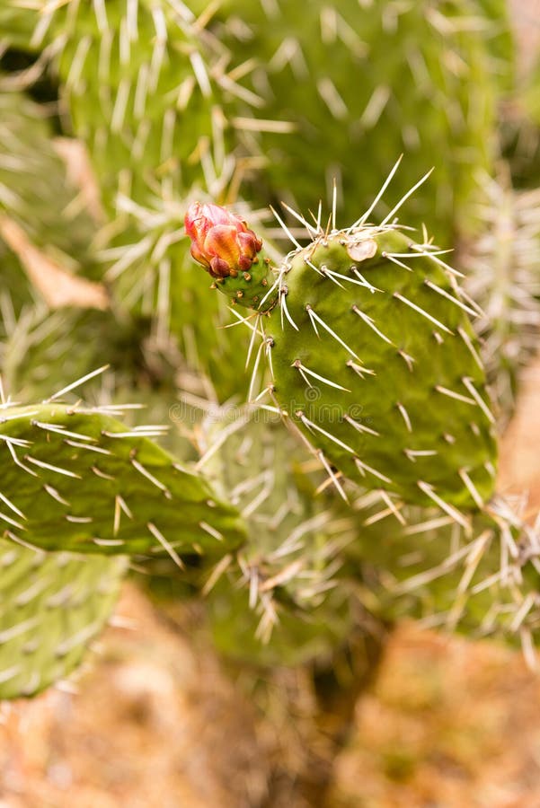 Nopal cactus close up stock photo. Image of organic - 145619202
