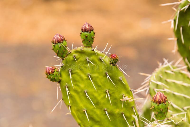 Nopal close up - cactus stock image. Image of leaves - 145619587