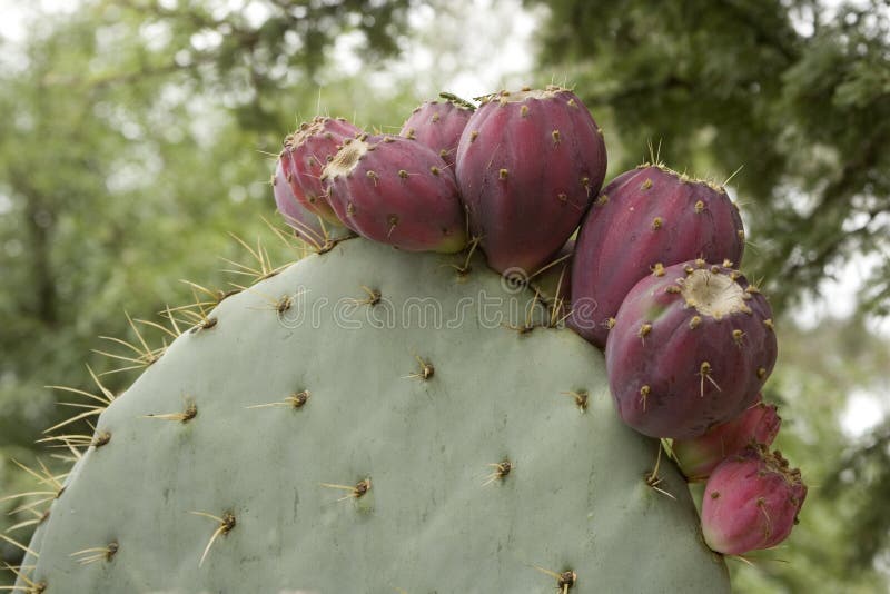 Mexican Nopal Cactus salad stock photo. Image of desert - 59311896