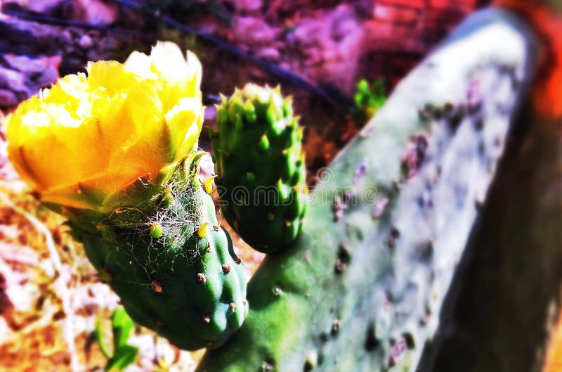 Nopal imagen de archivo. Imagen de colorido, méxico, flor - 42593509
