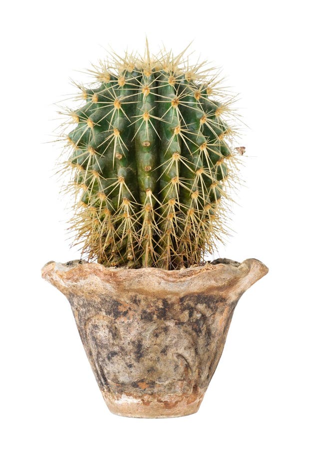 Nopal foto de archivo. Imagen de flora, amargo, crisol - 204766258