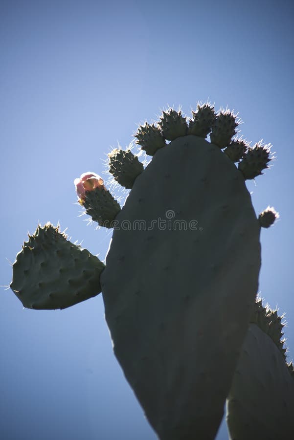 Back-lit Nopal, Prickly with New Buds and Flowers Stock Image - Image ...