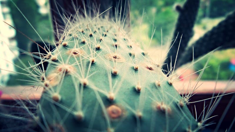 Nopal stock image. Image of green, nature, beautiful - 42564587