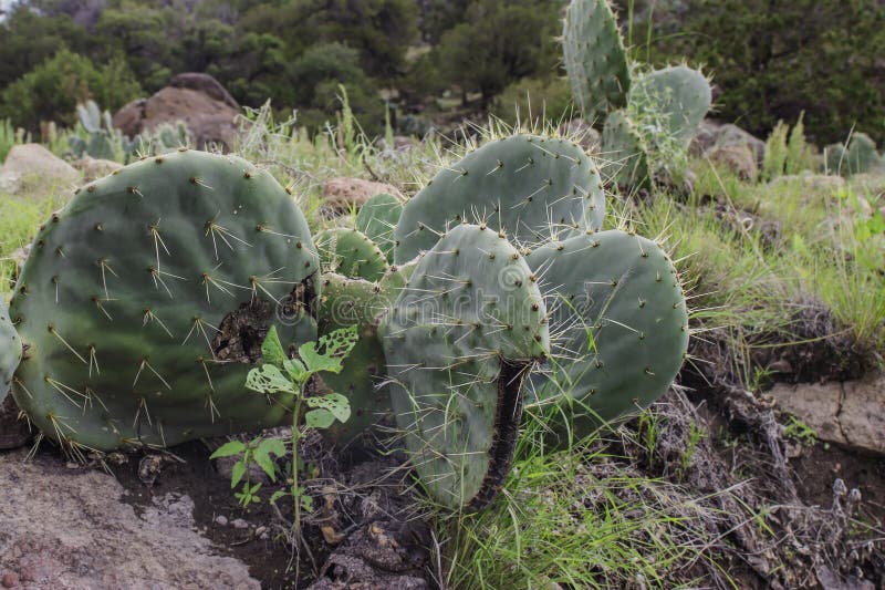 Nopal Cacti stock image. Image of botany, mexico, ficus - 49526695