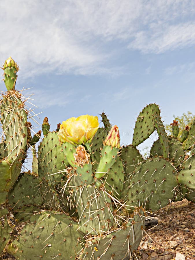 Arizona Nopal Cactus stock photo. Image of flower, desert - 30540970