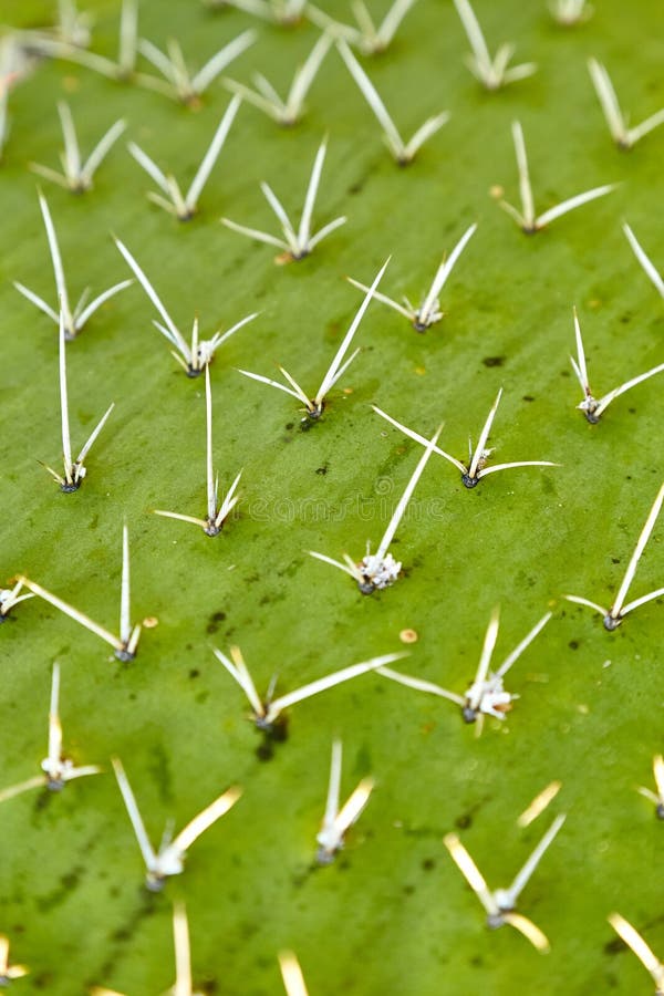 Nopal cactus stock image. Image of plant, obstacle, prickly - 51864315