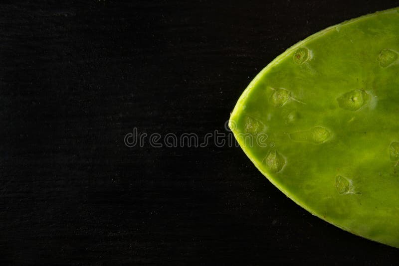 Nopal cactus stock photo. Image of botanical, opuntia - 99072636