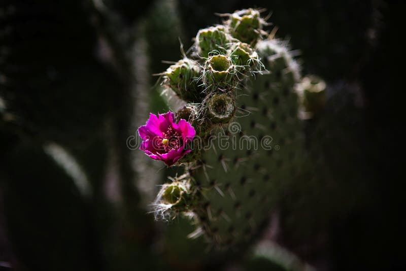 Nopal plant with flower stock image. Image of pear, america - 85937645