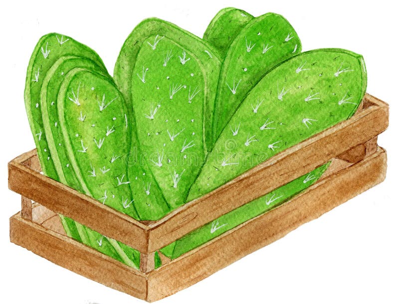 Nopal Stock Illustrations – 347 Nopal Stock Illustrations, Vectors ...