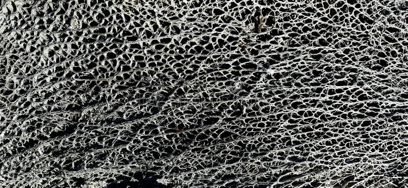 Nopal Seco Nopal Seco Hoja De Nopal Foto de archivo - Imagen de hoja ...