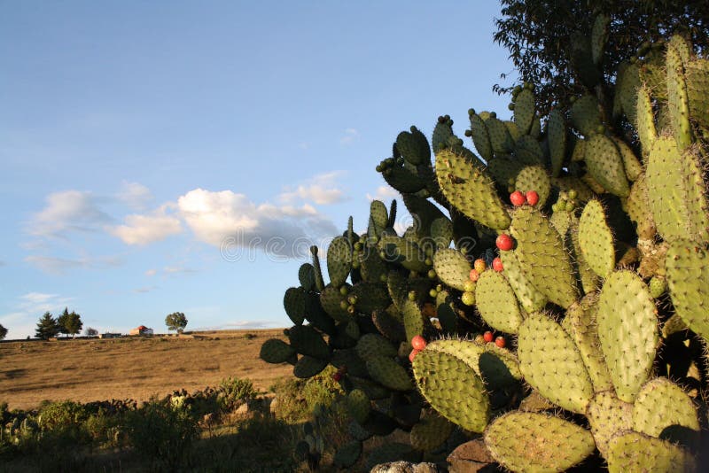 Nopalera della La immagine stock. Immagine di tradizionale - 96129055