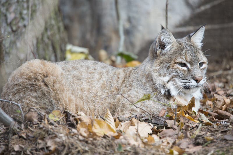 Nordamerikanischer Luchs, Der Alias Ein Rotluchs Ist Stockbild - Bild ...