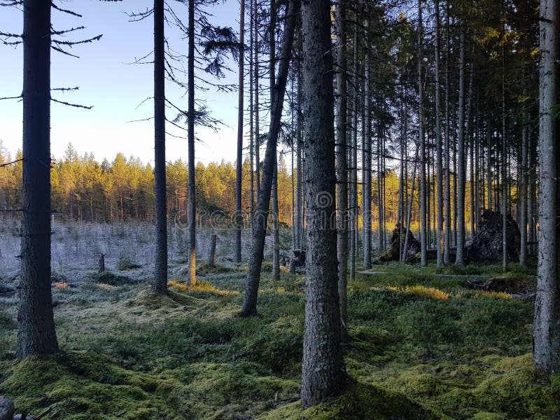 Nordic Fall Pinetree Forest Stock Image - Image of pinetree, fall ...