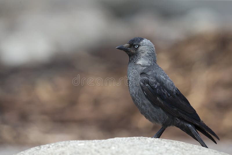The Nordic Jackdaw Coloeus Monedula Monedula Perched on a Rock. Stock ...