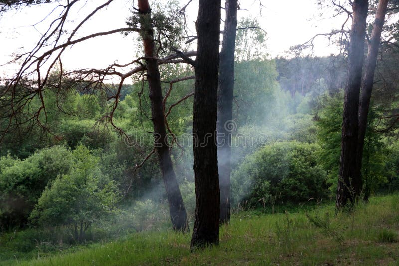 Nordic pine forest stock photo. Image of forest, autumn - 97404826