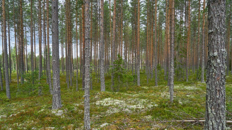 Nordic Pine Tree Forest Plantation in Sweden Stock Photo - Image of ...