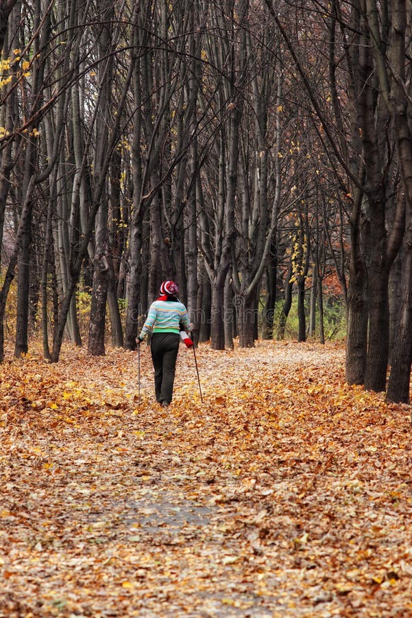Fall Walk stock photo. Image of trees, fall, growth, trails - 3668242