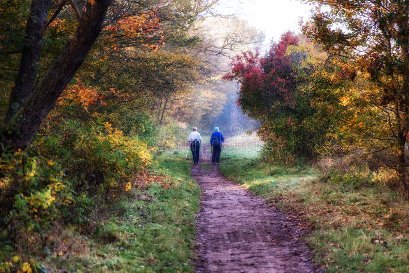 Nordic Walking in the Forest Stock Image - Image of stepping, training ...