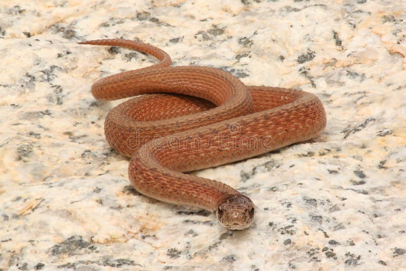 Nordlig Brun Orm (Storeriadekayien) Arkivfoto - Bild av medf8ort ...