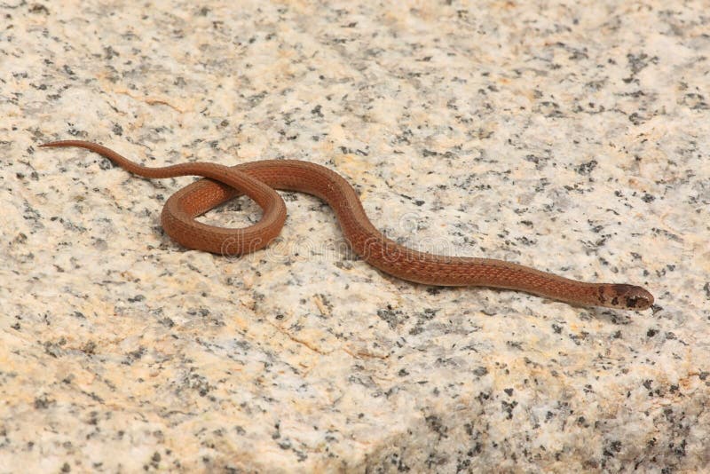 Nordlig Brun Orm (Storeriadekayien) Arkivfoto - Bild av medf8ort ...