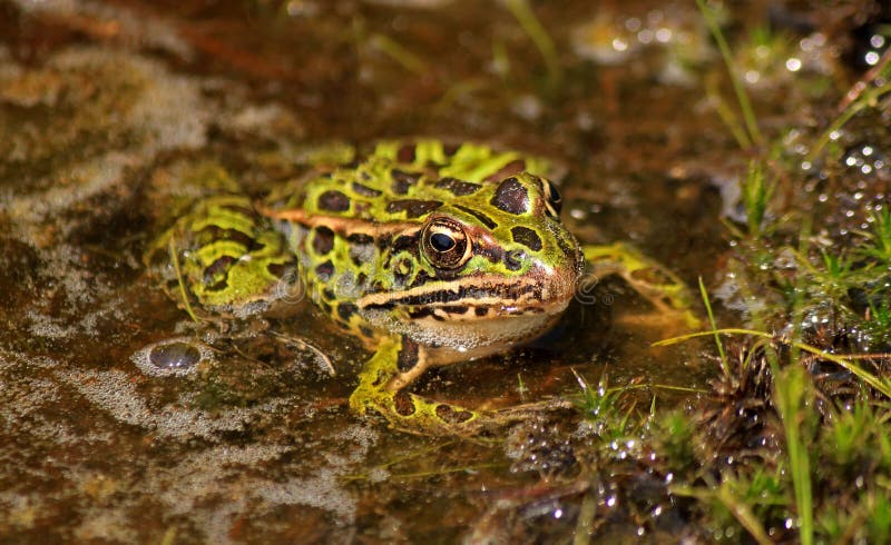 Groda arkivfoto. Bild av padda, groda, natur, fenben - 25896742