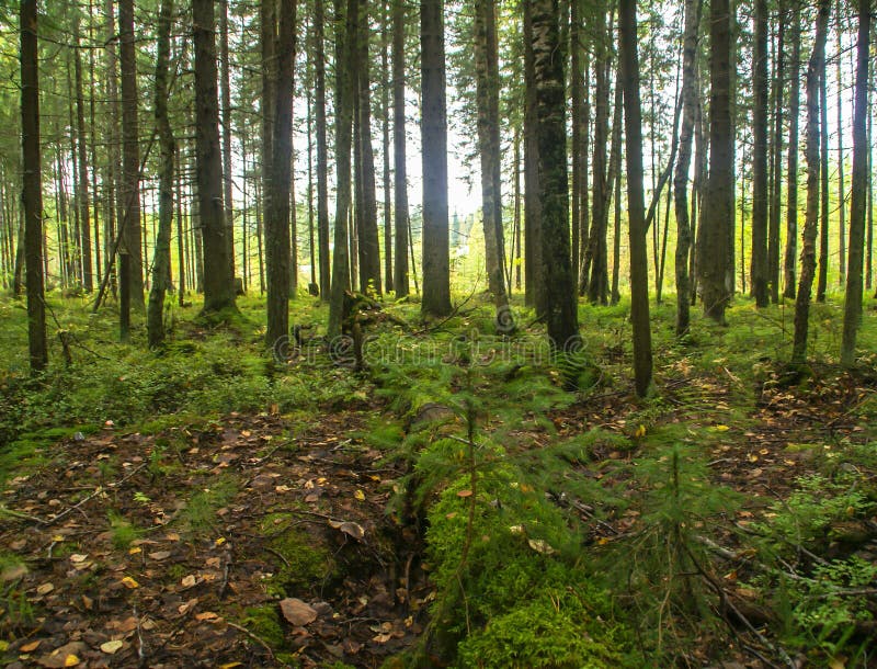 Nordlig tallskog i sommar arkivfoto. Bild av nordligt - 39281362