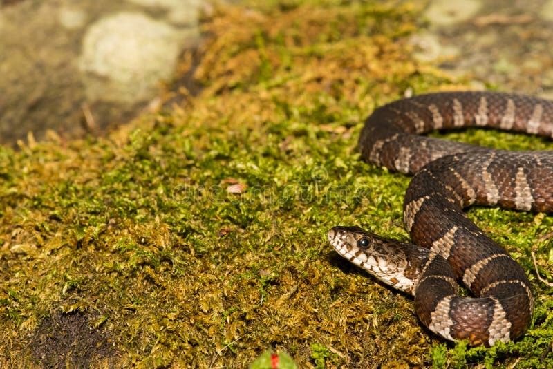 Watersnake Stock Photos - Free & Royalty-Free Stock Foton från Dreamstime