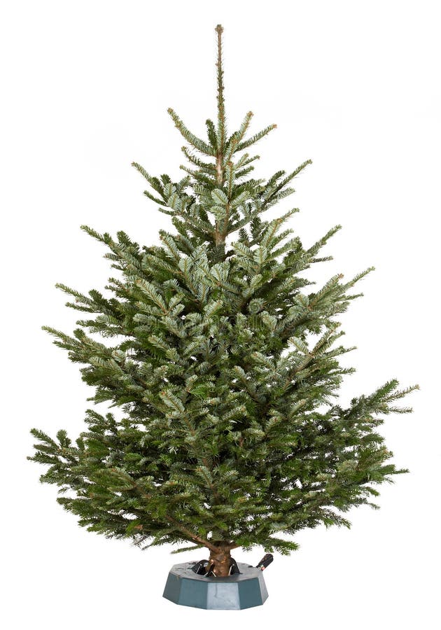 Nordmann Christmas tree stock photo. Image of pine, isolated - 60165286