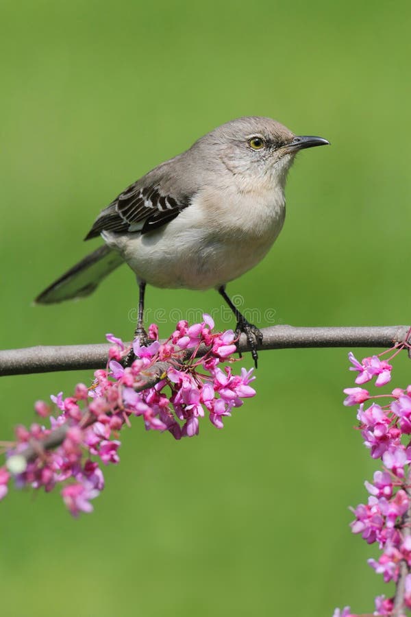 Nordspottdrossel (Mimus Polyglottos) Stockbild - Bild von fauna ...