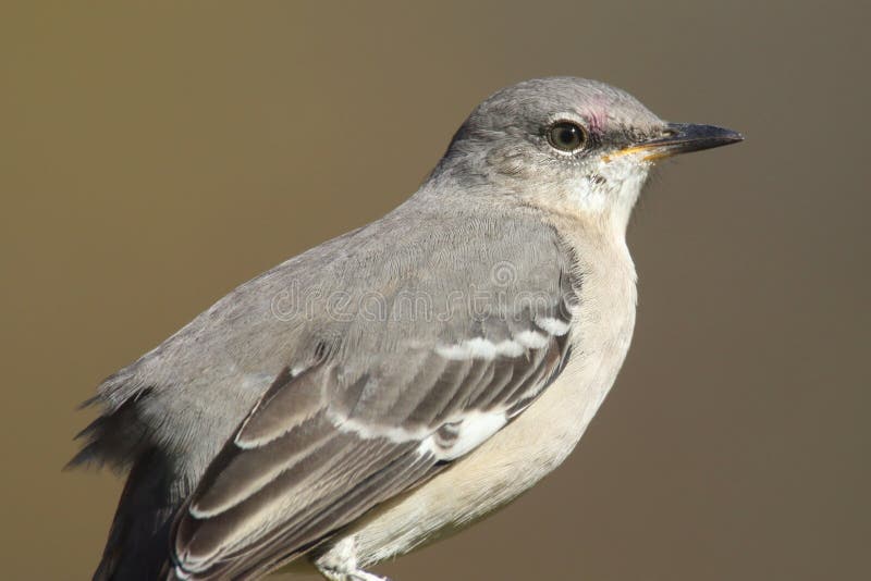 Nordspottdrossel (Mimus Polyglottos) Stockbild - Bild von fauna ...