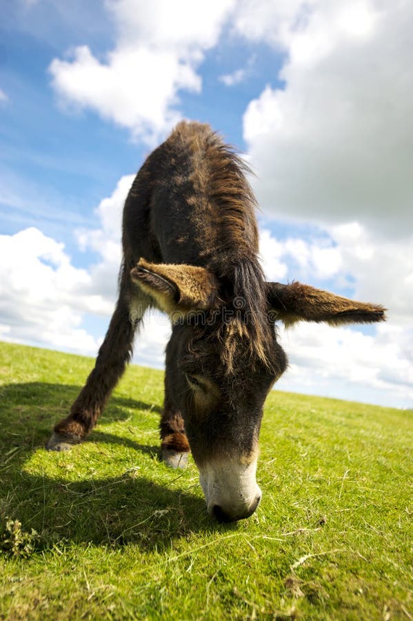 Donkey Grazing in Green Meadow Stock Image - Image of pack, meadow ...