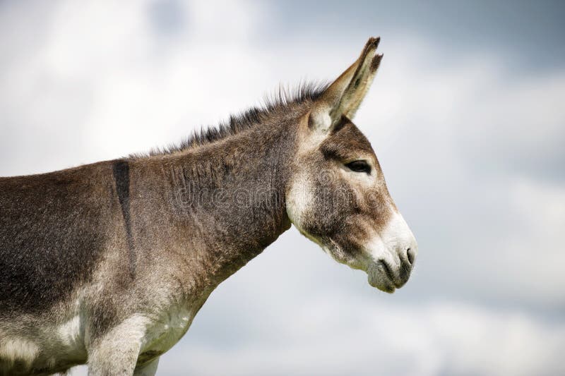 Donkey Profile Side View Portrait in Gray Color Stock Photo - Image of ...
