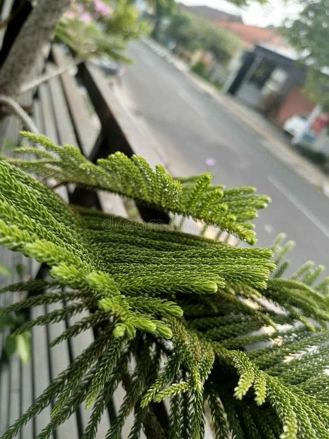 Norfolk fir in the yard stock photo. Image of plants - 277475428