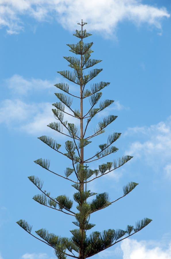 Norfolk Island Pine stock photo. Image of conifer, pine - 12879992