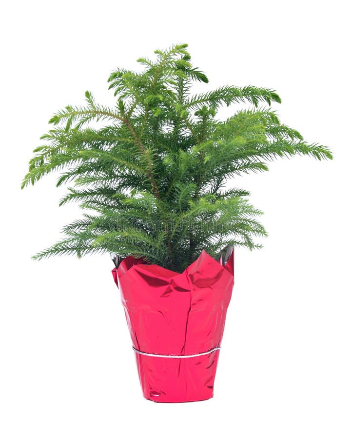 Norfolk island pine tree stock image. Image of holiday - 82056679