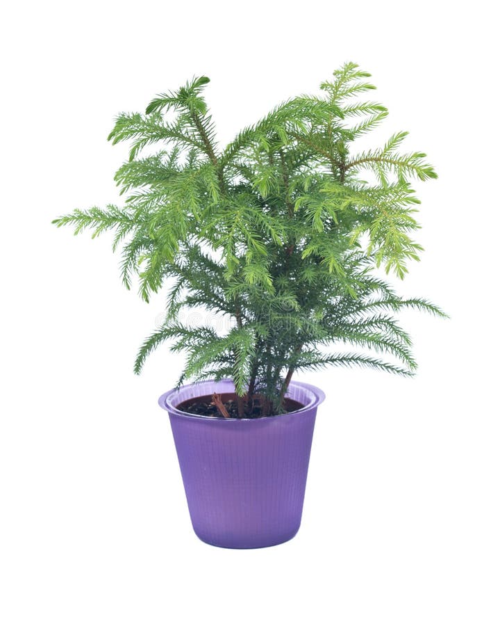 120 Norfolk Spruce Stock Photos - Free & Royalty-Free Stock Photos from ...